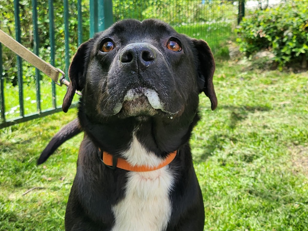 Adopter ILTON, Chien - La SPA - Refuge de Luynes – Tours