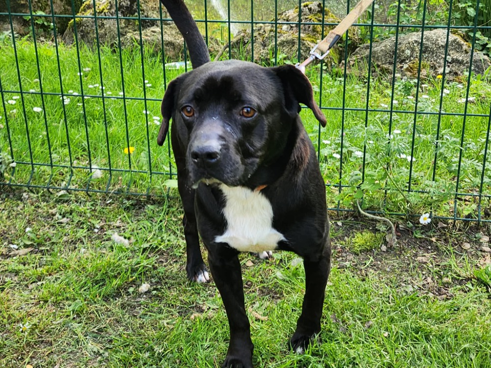 Adopter ILTON, Chien - La SPA - Refuge de Luynes – Tours