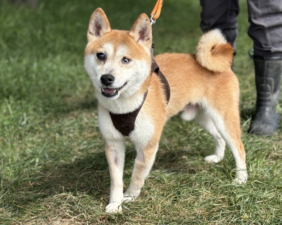 Adopter un Shiba inu - LA SPA