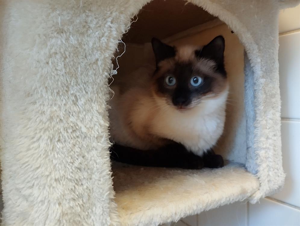 Adopter MINO, Chat - La SPA - Refuge de Rennes