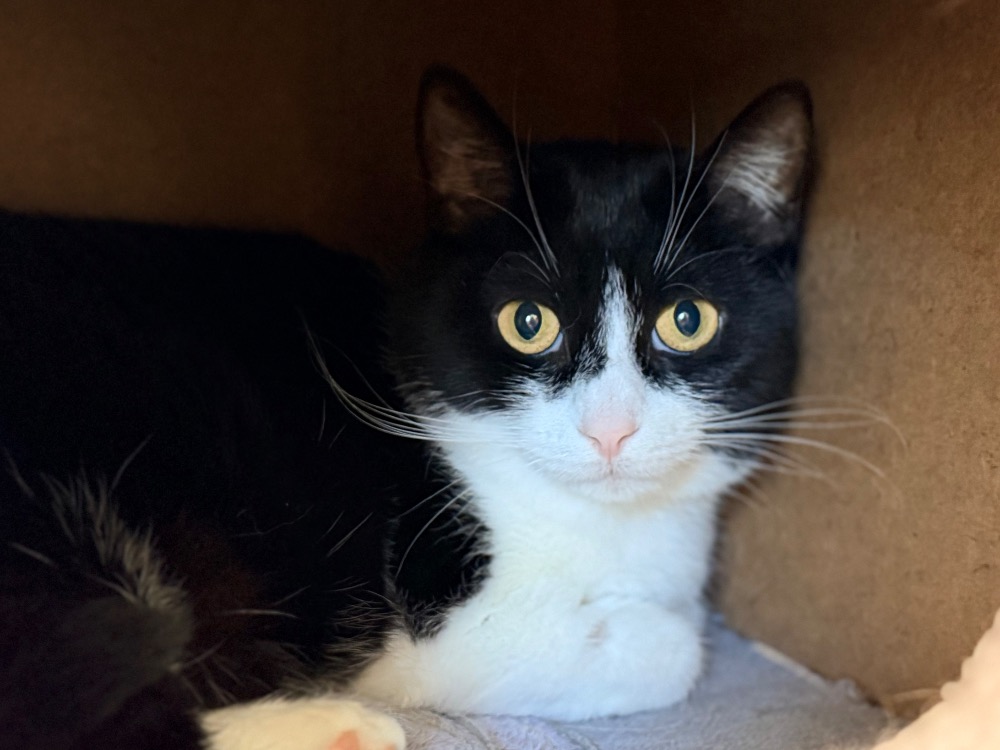 Adopter OREO, Chat - La SPA - Refuge de Cluses – De La Vallée Blanche