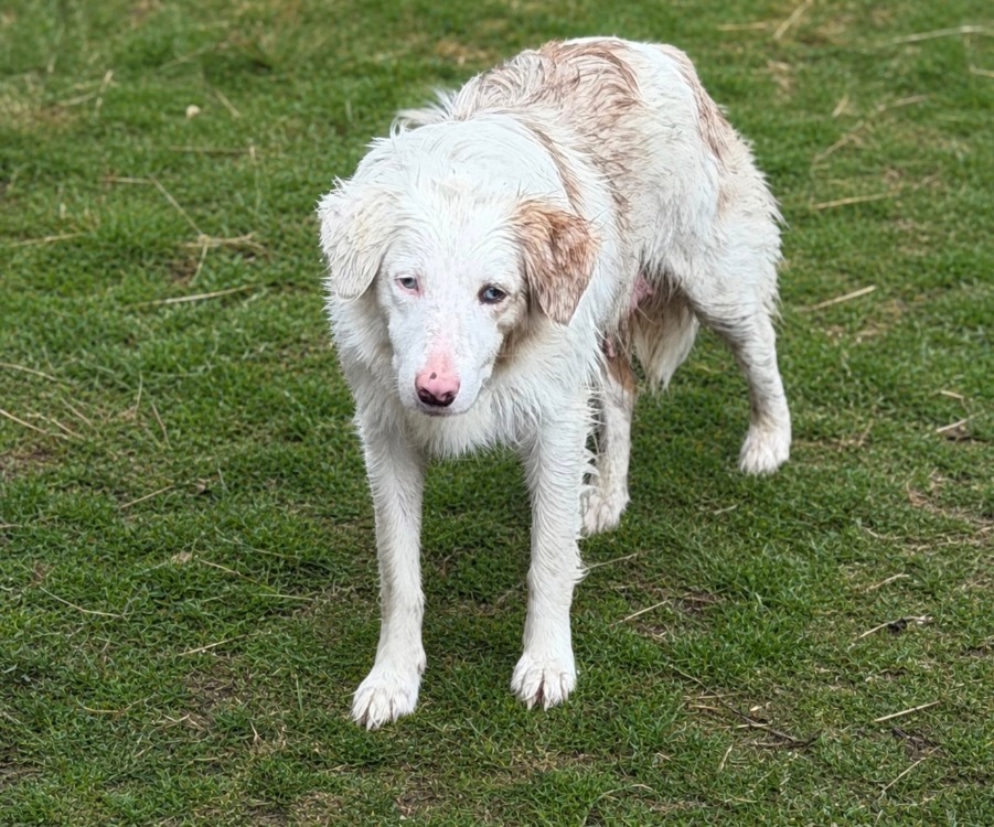 Adopter Leonie RCN103, Chien - La SPA - Refuge de Compiègne