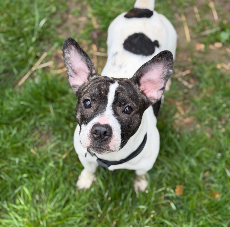 Adopter Aaron CAA15300, Chien - La SPA - Refuge de Compiègne