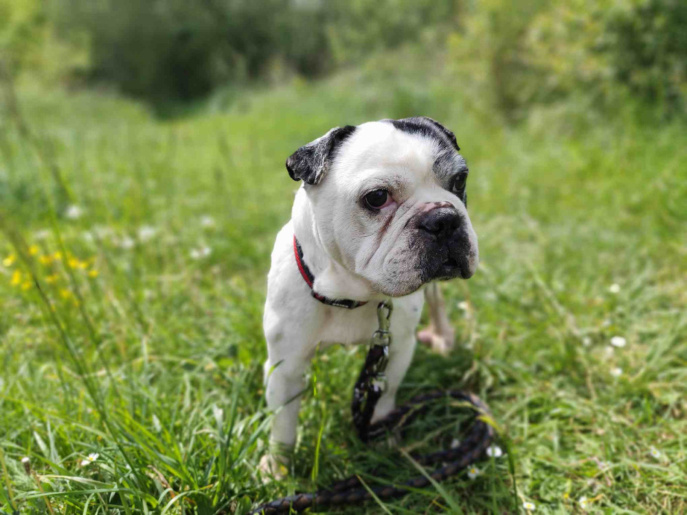 Adopter GUISMO VAA, Chien - La SPA - Refuge de Vaux-Le-Penil