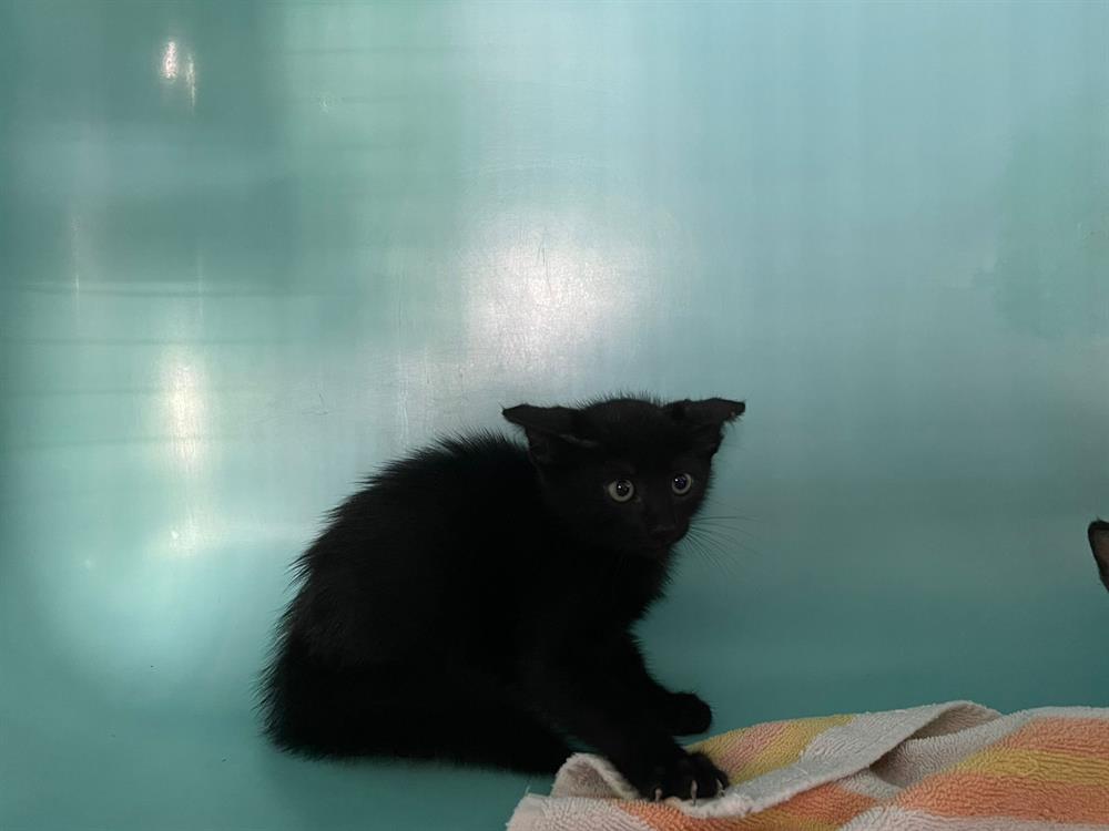 Adopter KOA, Chat - La SPA - Refuge de Guadeloupe – Papillon