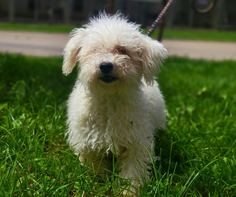 Adopter ARTHUR, Chien - La SPA - Refuge d'Arry – Gerhard Cramer