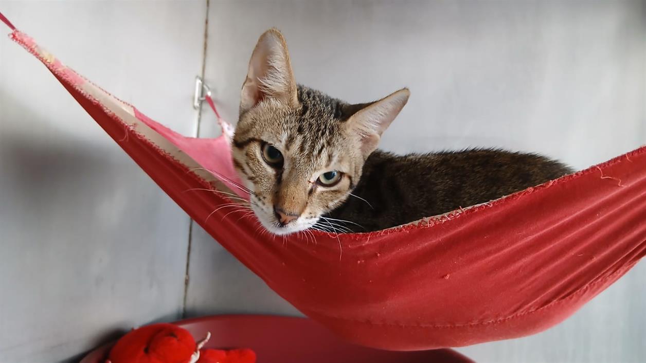 Adopter TIGGY, Chat - La SPA - Refuge de Vannes