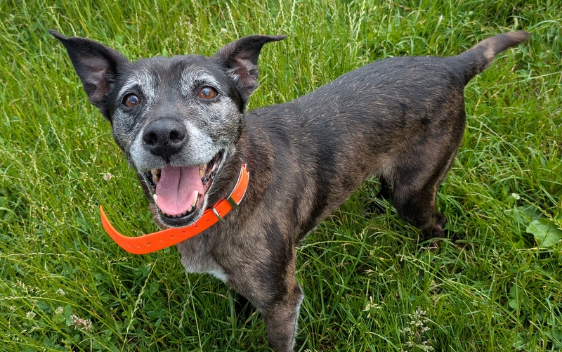 Adopter JOYCE, Chien - La SPA - Refuge de Morée – Jean Leriche