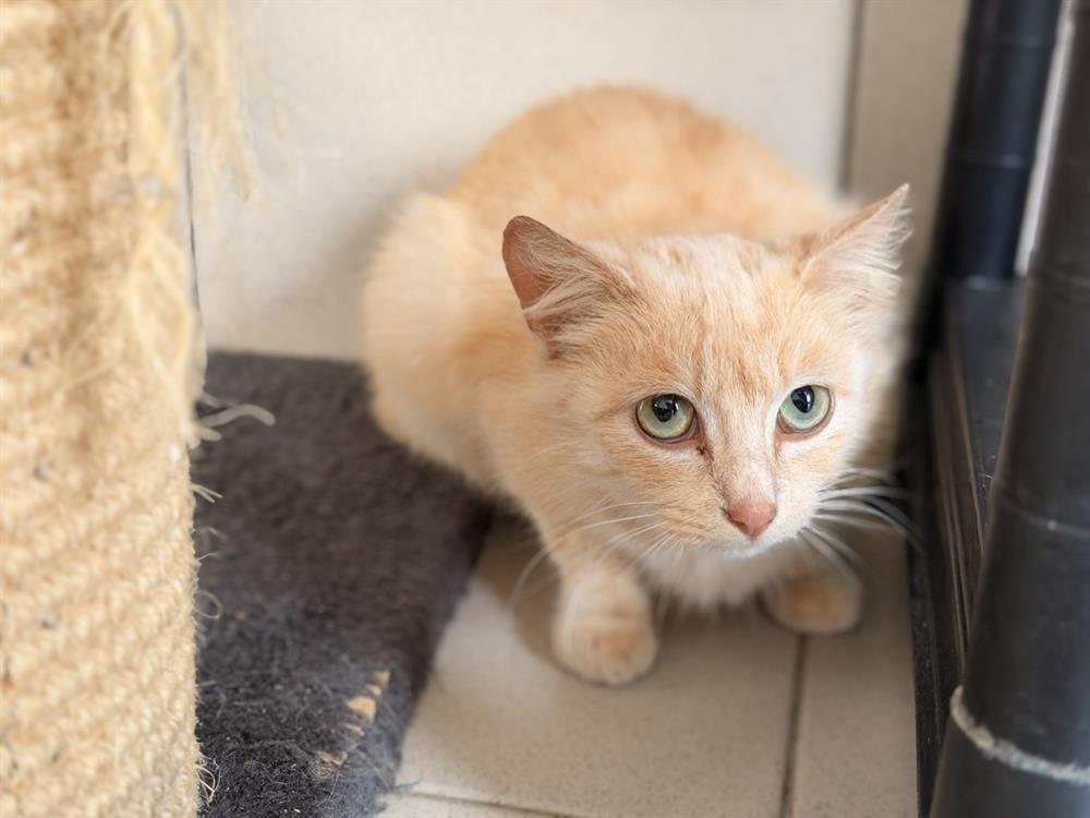 Adopter BIRDY, Chat - La SPA - Refuge d'Yvré-L'Évèque – Le Mans