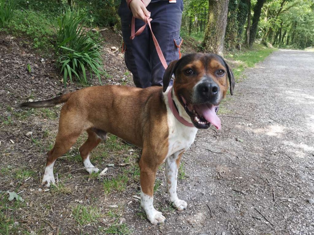 Adopter ASMAR, Chien - La SPA - Refuge de Lorient-Inzinzac