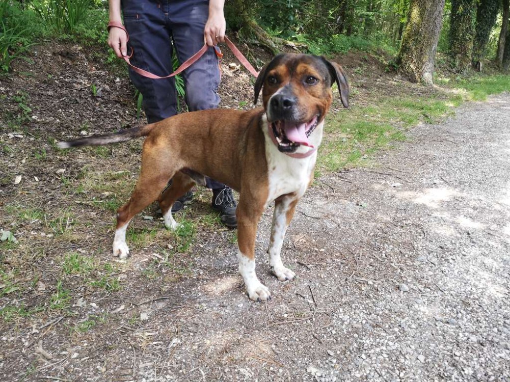 Adopter ASMAR, Chien - La SPA - Refuge de Lorient-Inzinzac