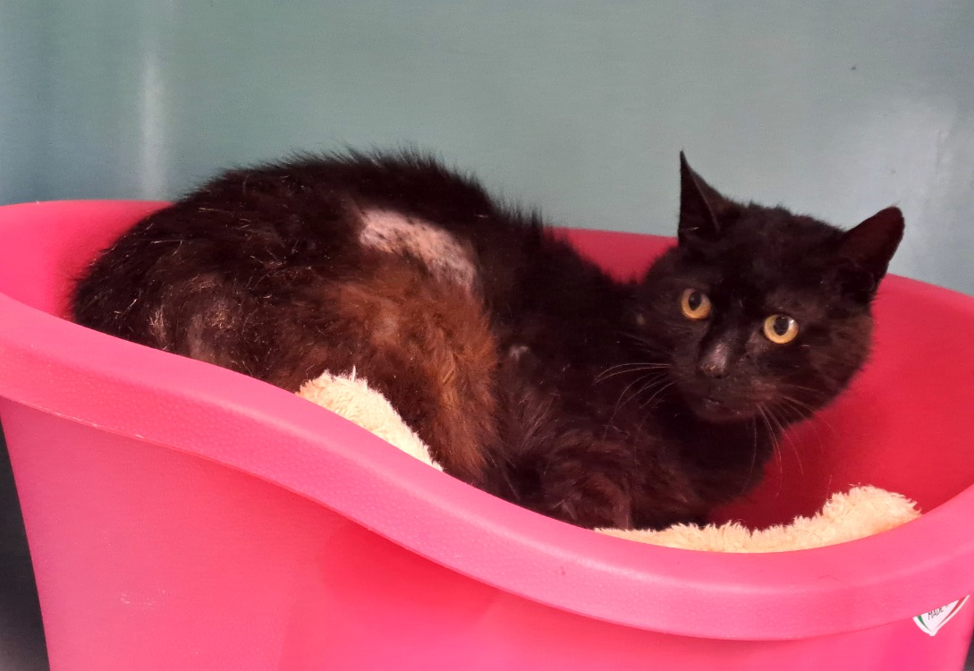 Adopter ANUATO QCT, Chat - La SPA - Refuge de Quimper – Du Corniguel