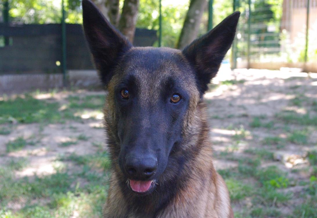 Adopter LOKI PAA22873, Chien - La SPA - Refuge de Plaisir