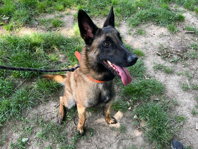 Adopter LOKI PAA22873, Chien - La SPA - Refuge de Plaisir