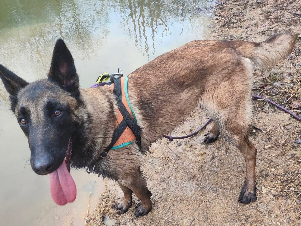 Adopter LOKI PAA22873, Chien - La SPA - Refuge de Plaisir
