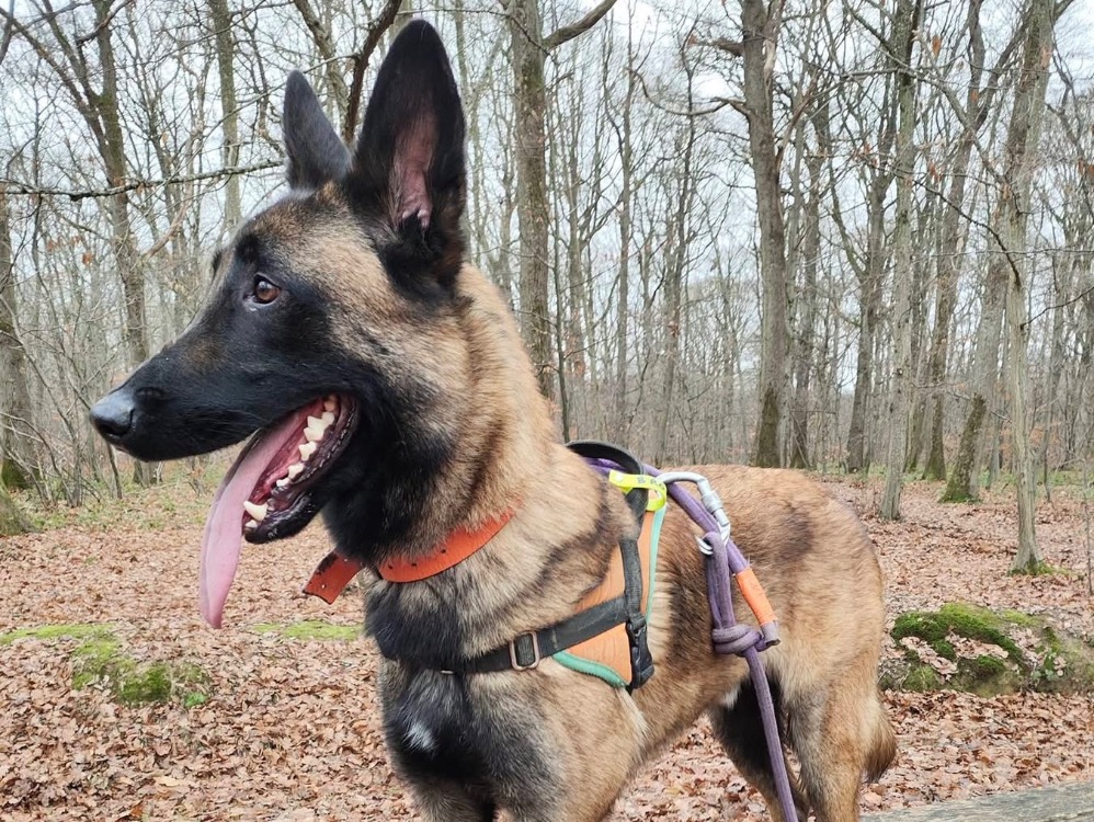 Adopter LOKI PAA22873, Chien - La SPA - Refuge de Plaisir