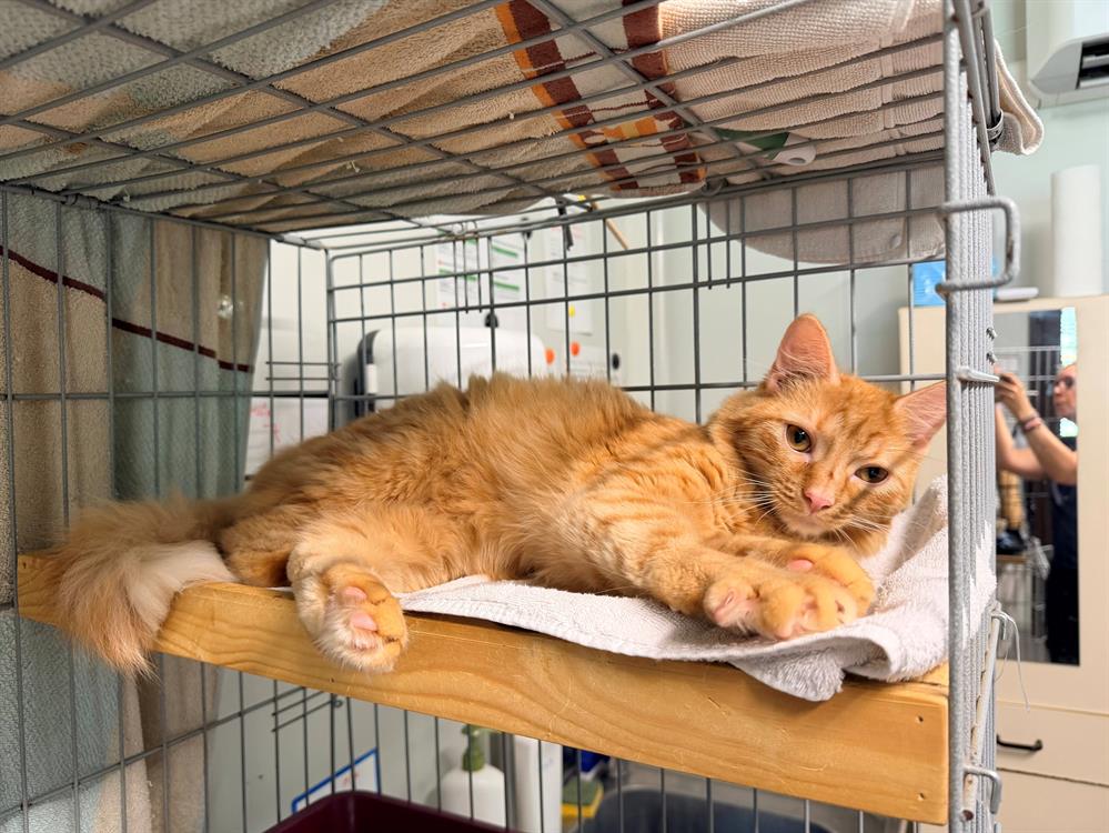 Adopter HARDING, Chat - La SPA - Refuge de Cluses – De La Vallée Blanche