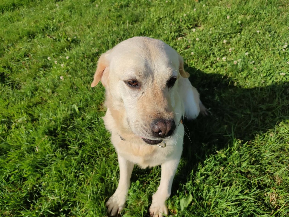 Adopter DONUTS QCN (j'ai trouvé ma famille), Chien - La SPA - Refuge de ...