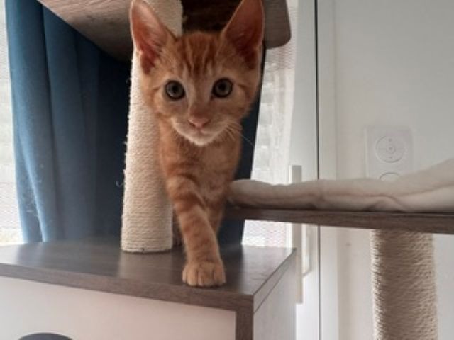 Adopter KAEL, Chat - La SPA - Refuge de Vannes