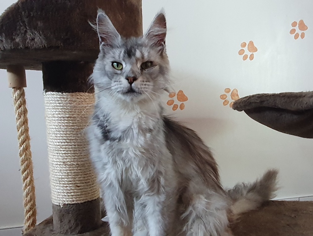 Adopter TALYS CHA, Chat - La SPA - Refuge de Chamarande