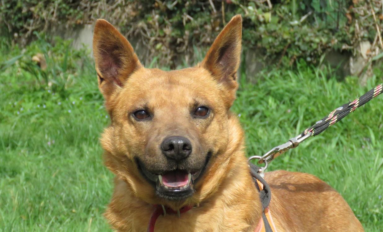 Adopter un Shiba inu - LA SPA