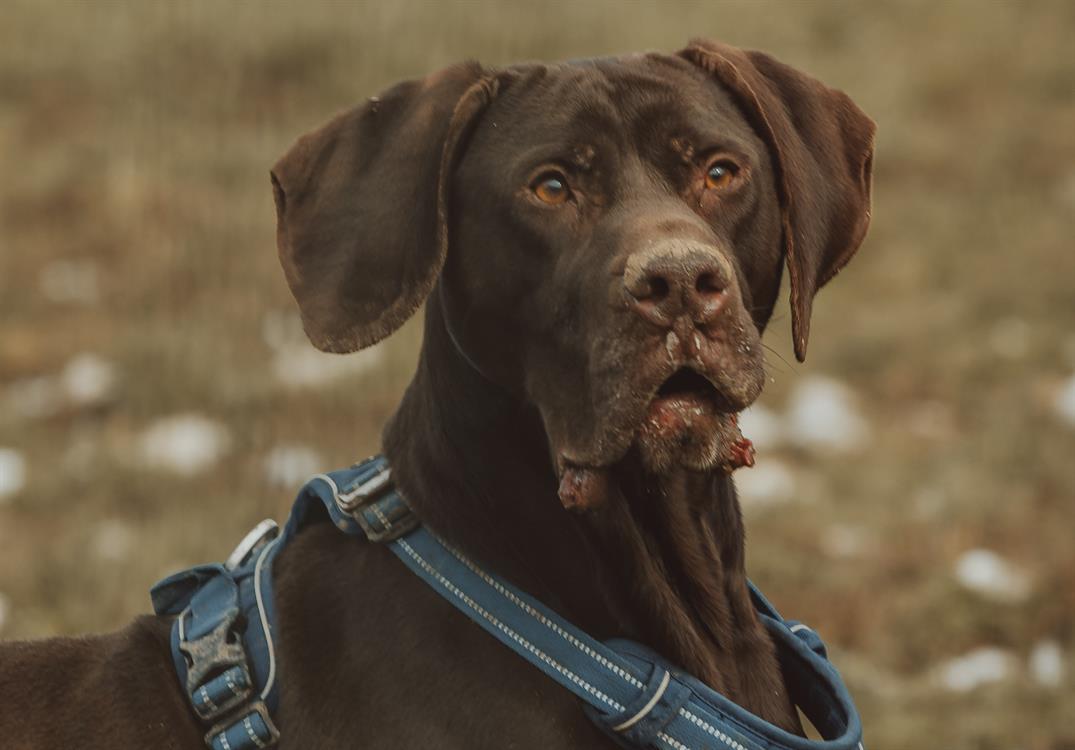 Adopter un Braque - LA SPA