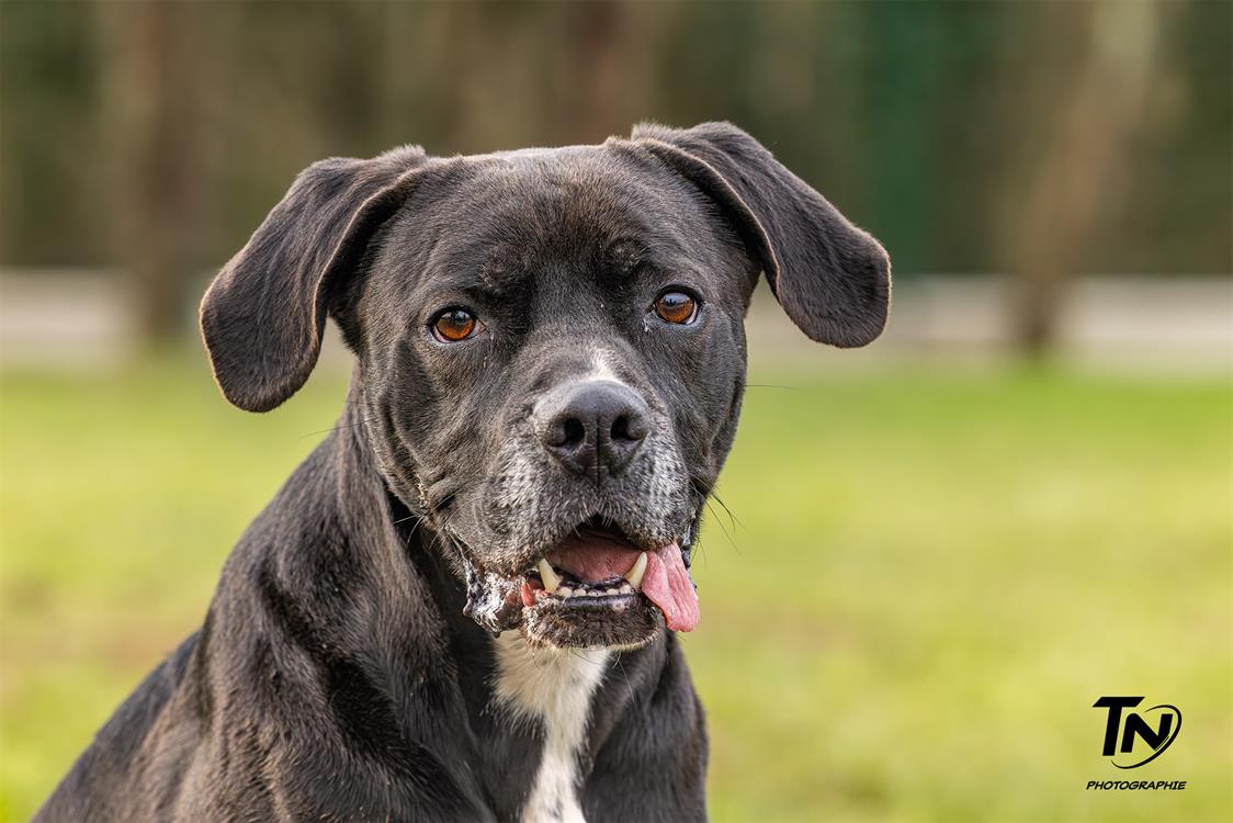 Adopter un Cane corso - LA SPA