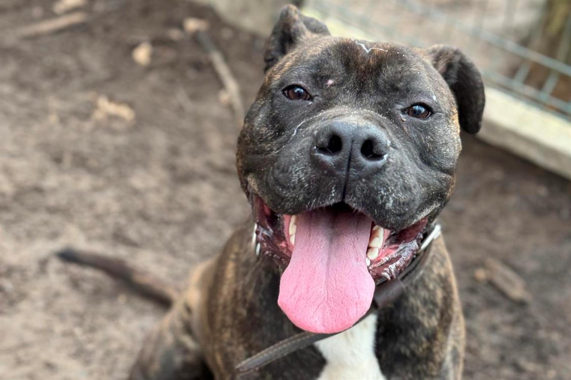 Adopter un Cane corso - LA SPA