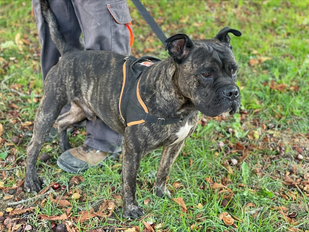 Adopter un Cane corso - LA SPA