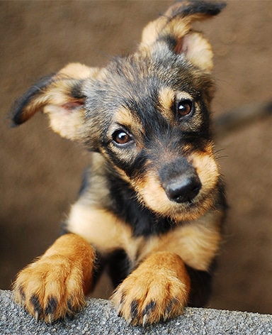 Adoption animaux (chien, chat, cheval, lapin, hamster) - Refuges