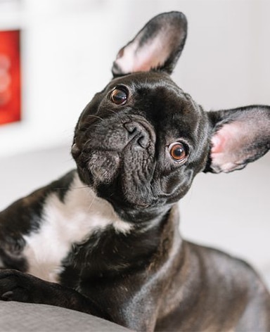 Adoption animaux (chien, chat, cheval, lapin, hamster) - Refuges