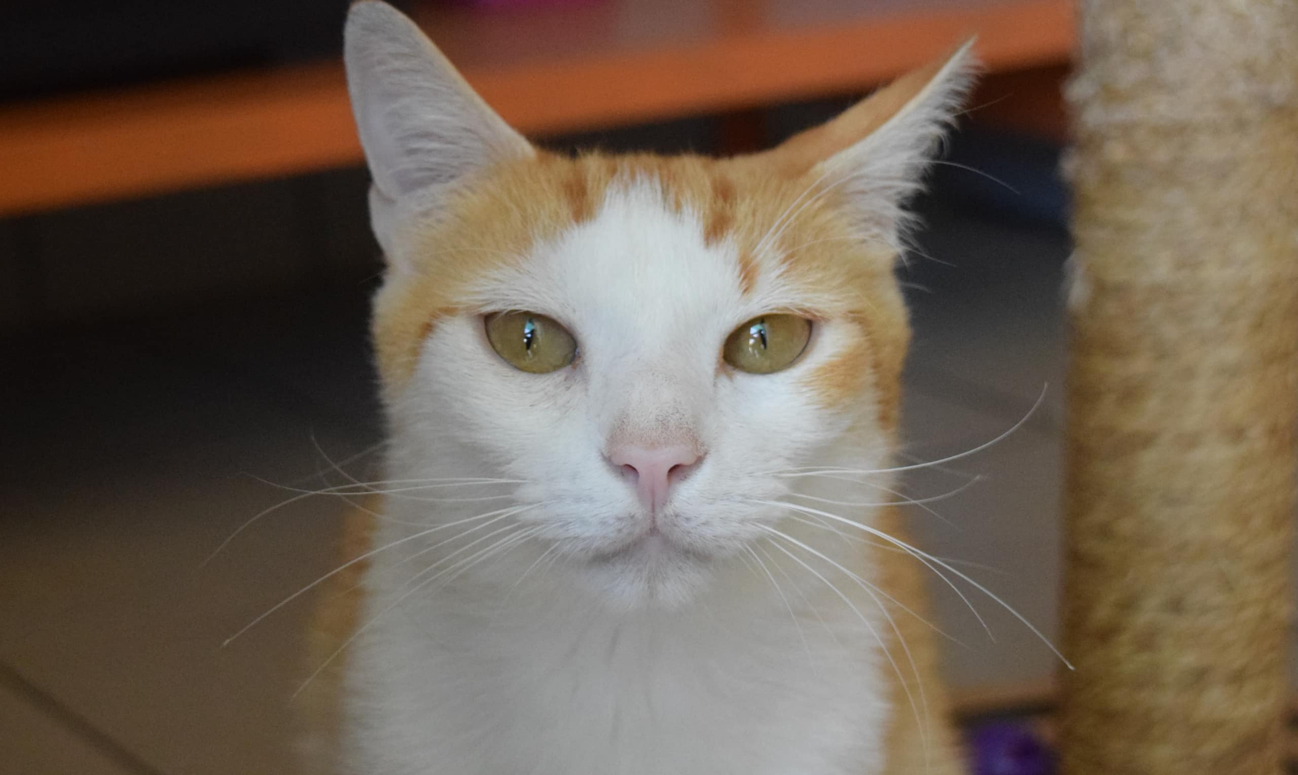 Refuge SPA de Perpignan – 66 – Pyrénées-Orientales – Adoption