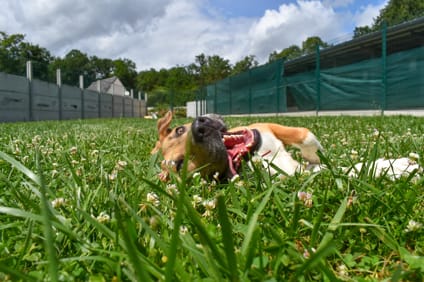 Refuge SPA de Luynes - Tours – 37 –Indre-et-Loire – Adoption