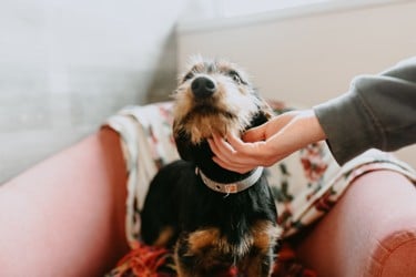 Adoption animaux (chien, chat, cheval, lapin, hamster) - Refuges