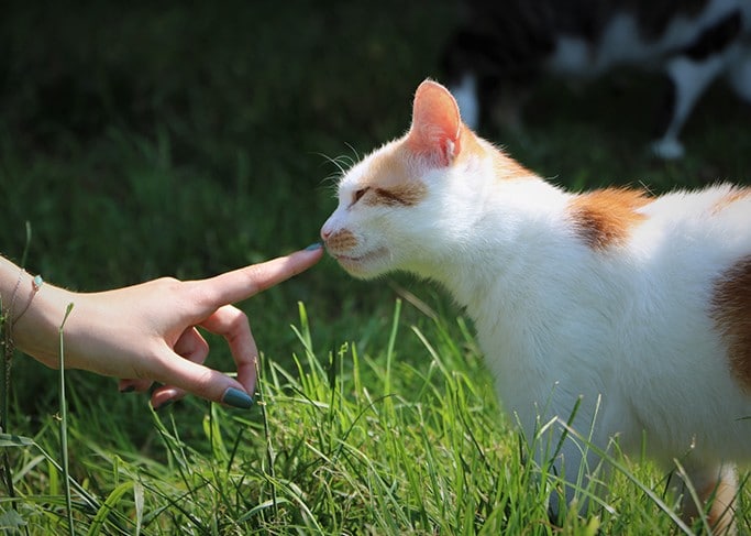 Adopter à la SPA | Société Protectrice des Animaux