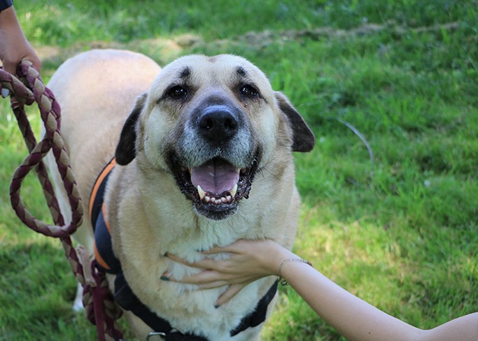 Adopter à la SPA | Société Protectrice des Animaux