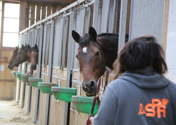 Les missions de la SPA | La SPA, Société Protectrice des Animaux
