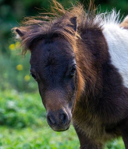 Tout savoir sur le poney | La SPA, Société Protectrice des Animaux
