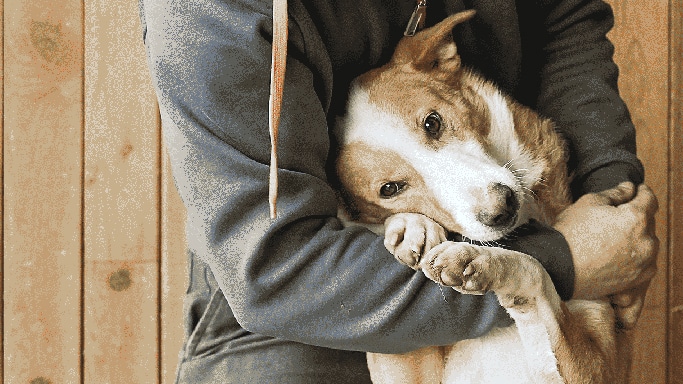La Société Protectrice des Animaux (SPA) et ses refuges pour animaux