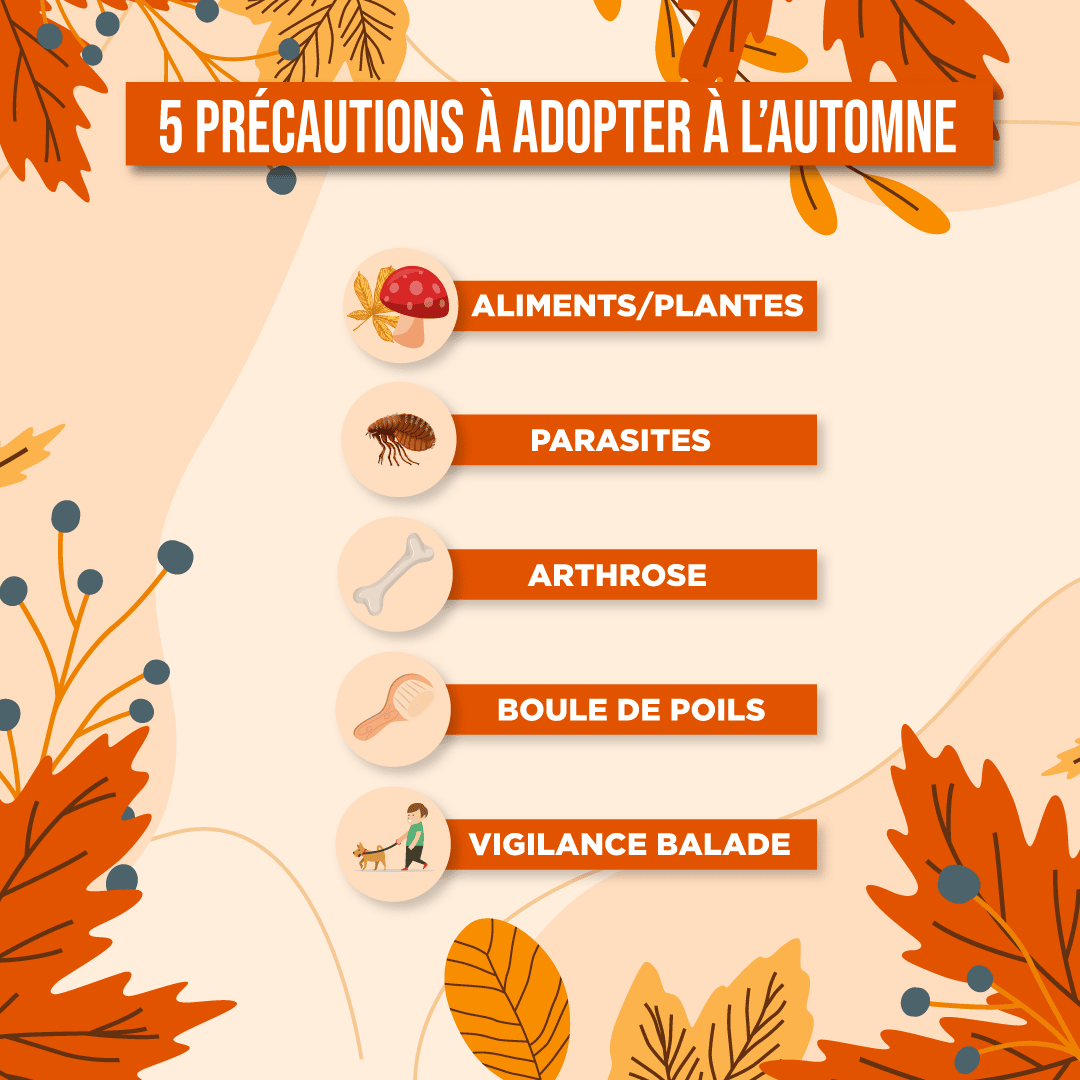 Conseils pour un automne serein avec votre animal de compagnie