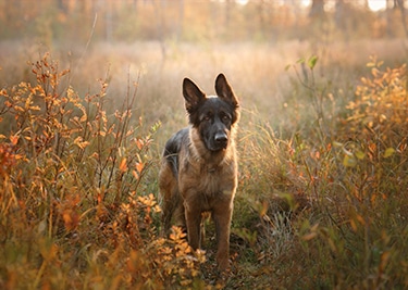 Conseils pour un automne serein avec votre animal de compagnie
