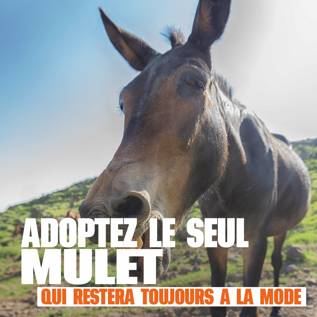 Adoptez un équidé ou un animal de ferme - SPA Grand Refuge