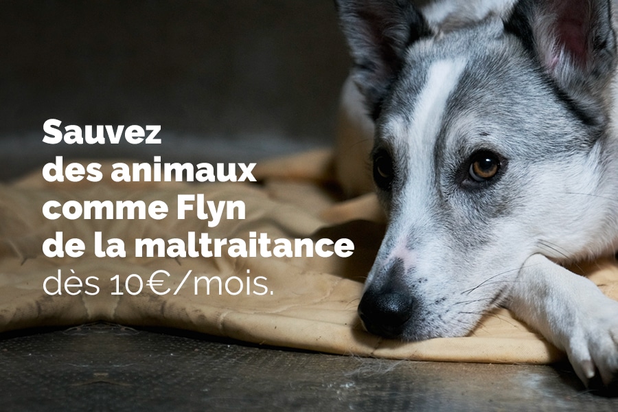 La Société Protectrice des Animaux (SPA) et ses refuges pour animaux