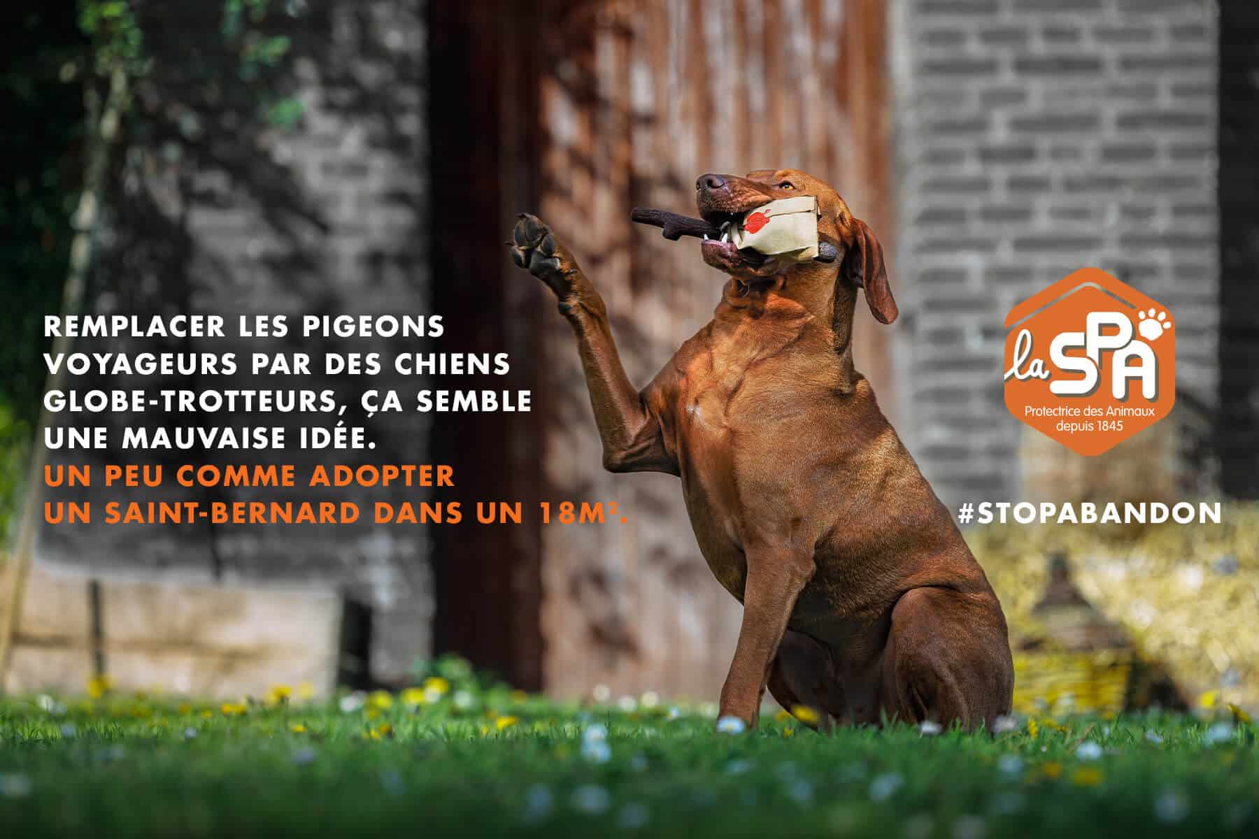 "Il était une fois… L'Abandon" : Nouveau film de sensibilisation de la SPA