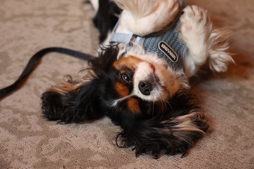 Partenariat entre la SPA et Affinity (Marque Ultima) : Promouvoir le ...