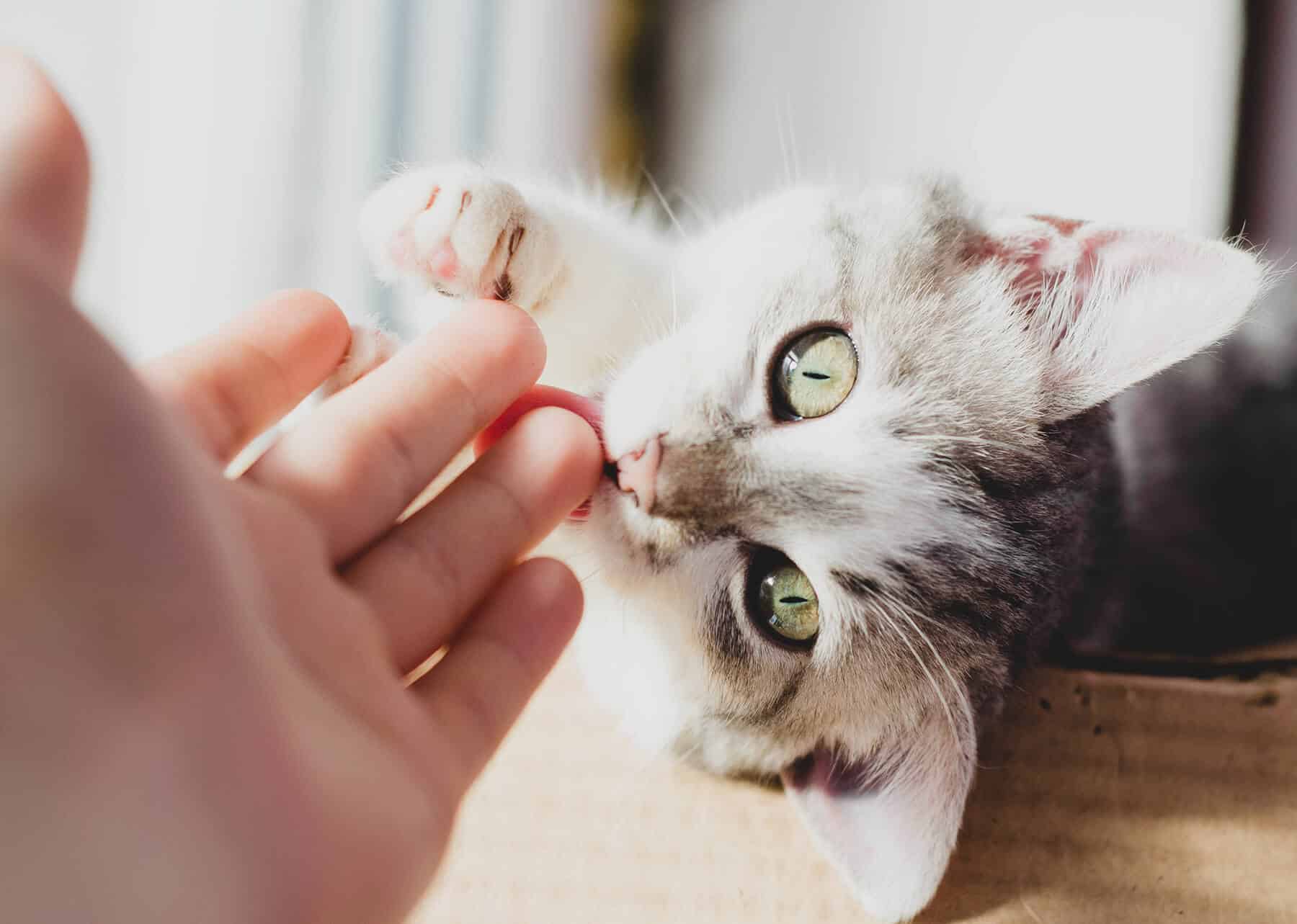Adoption responsable : les bonnes questions à se poser avant d'adopter ... Adoption responsable : les bonnes questions à se poser avant d'adopter ...