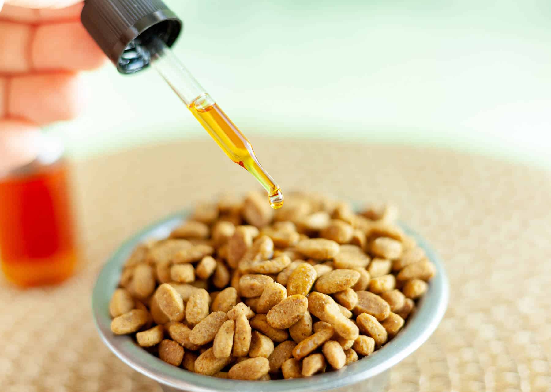 Huile de poisson pour chat : les bienfaits au quotidien l La SPA