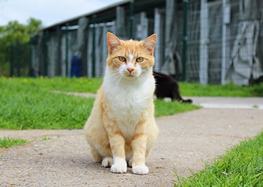 Santé et hygiène du chat - LA SPA