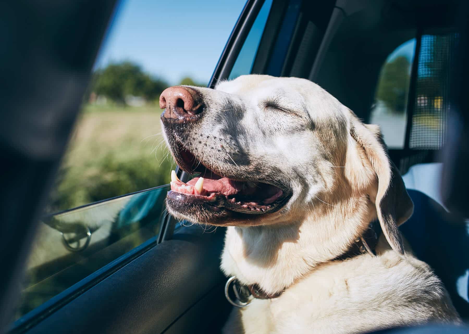 Comment passer de bonnes vacances avec son chien