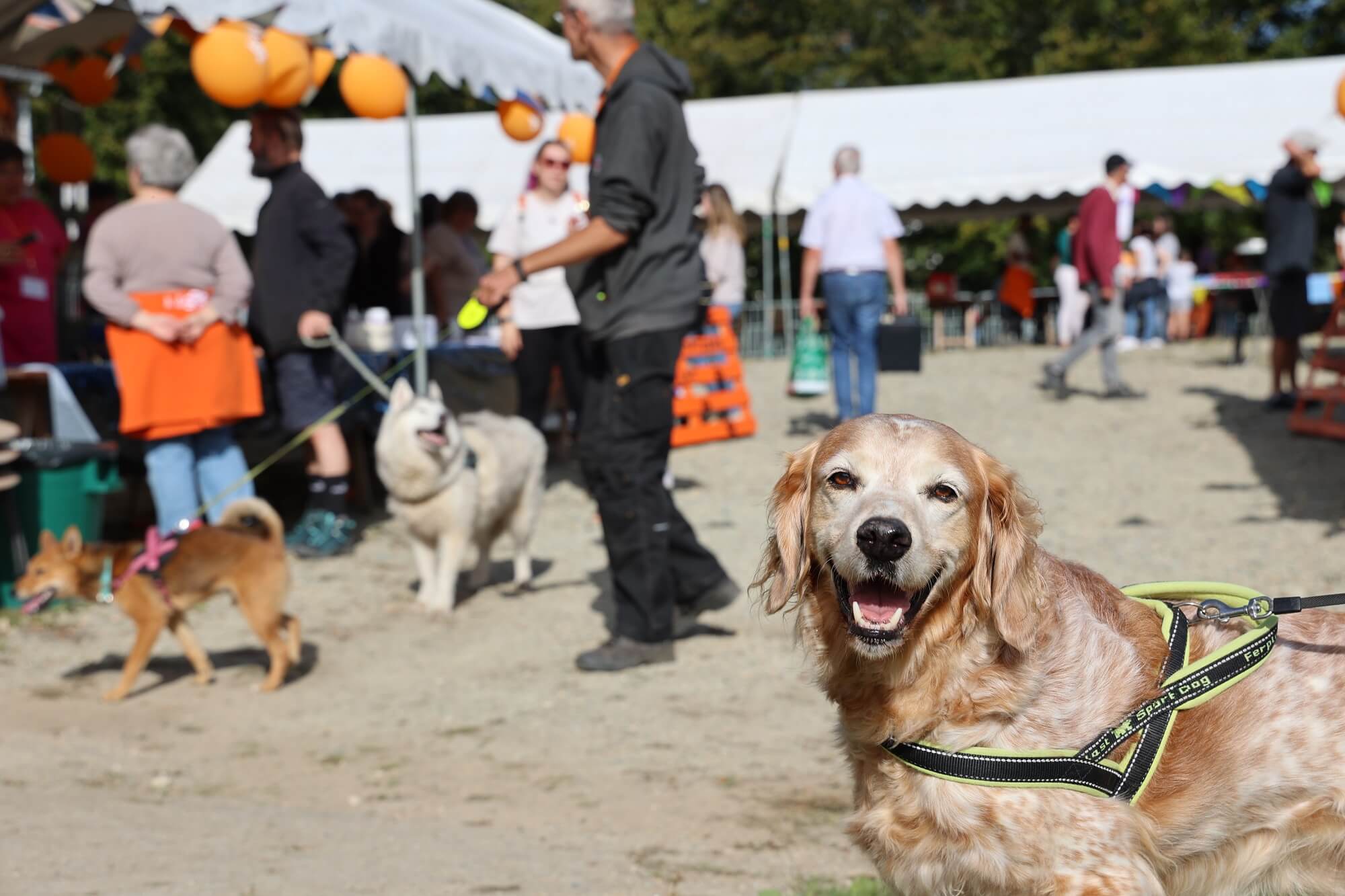 Week-end Adoption de la SPA : Une Vague d'Amour et de Nouvelles Rencontres